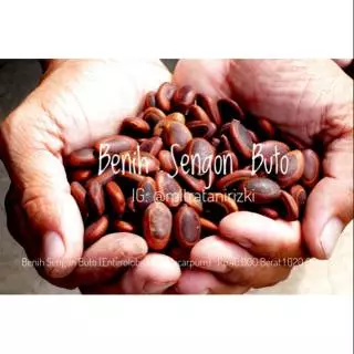 Jual sengon buto Harga Terbaik & Termurah Juni 2024 | Shopee Indonesia