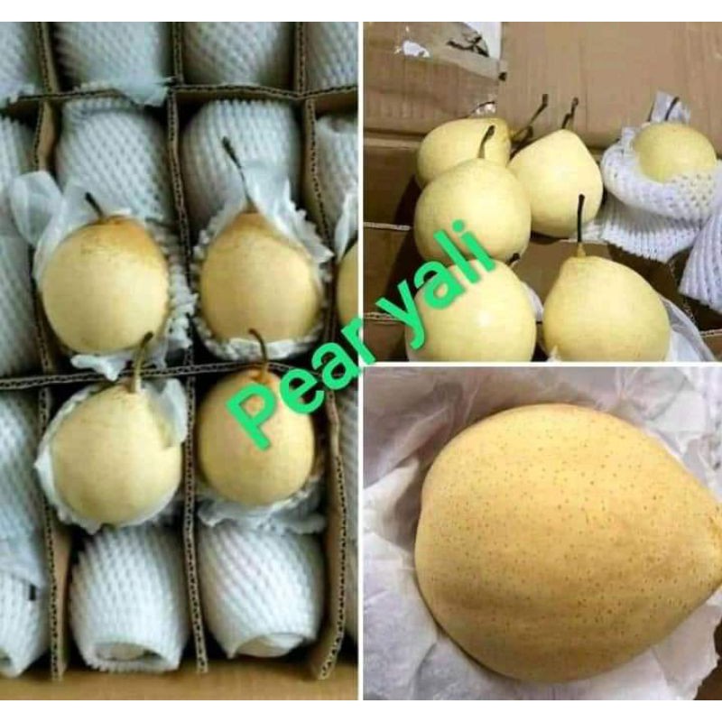 Jual Pear Yalie Citra Segar Sehat per Box 16 kg | Shopee Indonesia