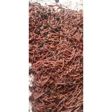 Jual Cacing Lumbricus Tiger 1kg. | Shopee Indonesia