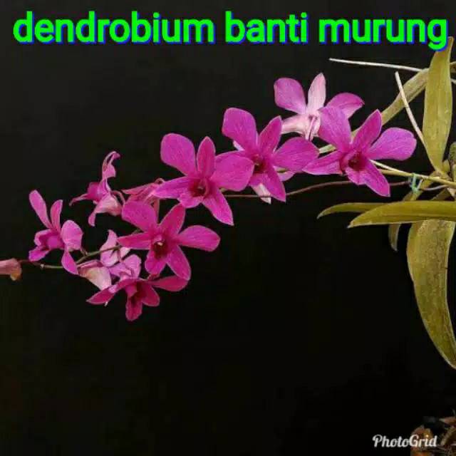 Jual Bibit anggrek dendrobium bantimurung / anggrek ungu | Shopee Indonesia