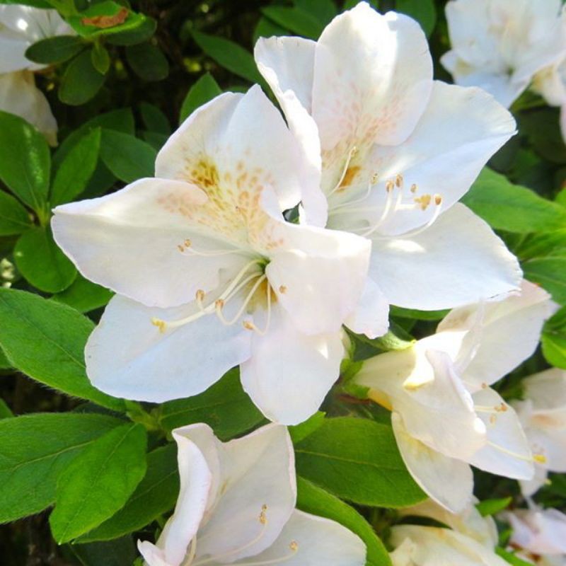 Jual Tanaman Azalea Snow White - Keindahan Bunga Putih Murni untuk ...