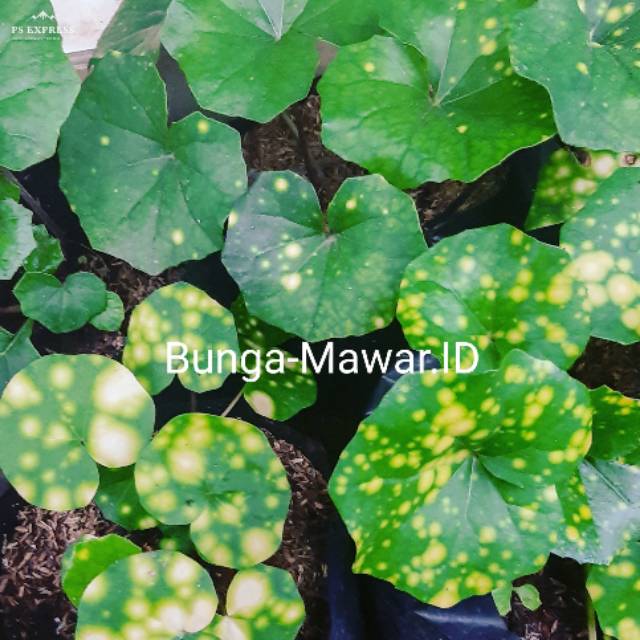 Jual Tanaman Hias Polkadot Bercak Kuning / Farfogium Japonicum | Shopee ...