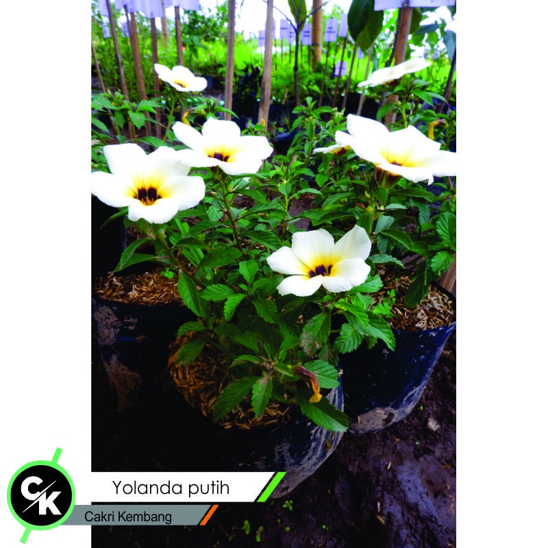 Jual bunga yolanda (Myosurus L. Ranunculus)- bibit Tanaman Hias Bunga ...