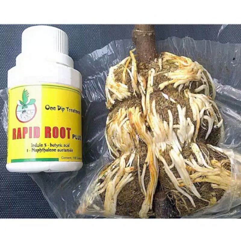 Jual RAPID ROOT ZPT Hormon Perangsang Akar Tanaman Stek Cangkok 100gram ...