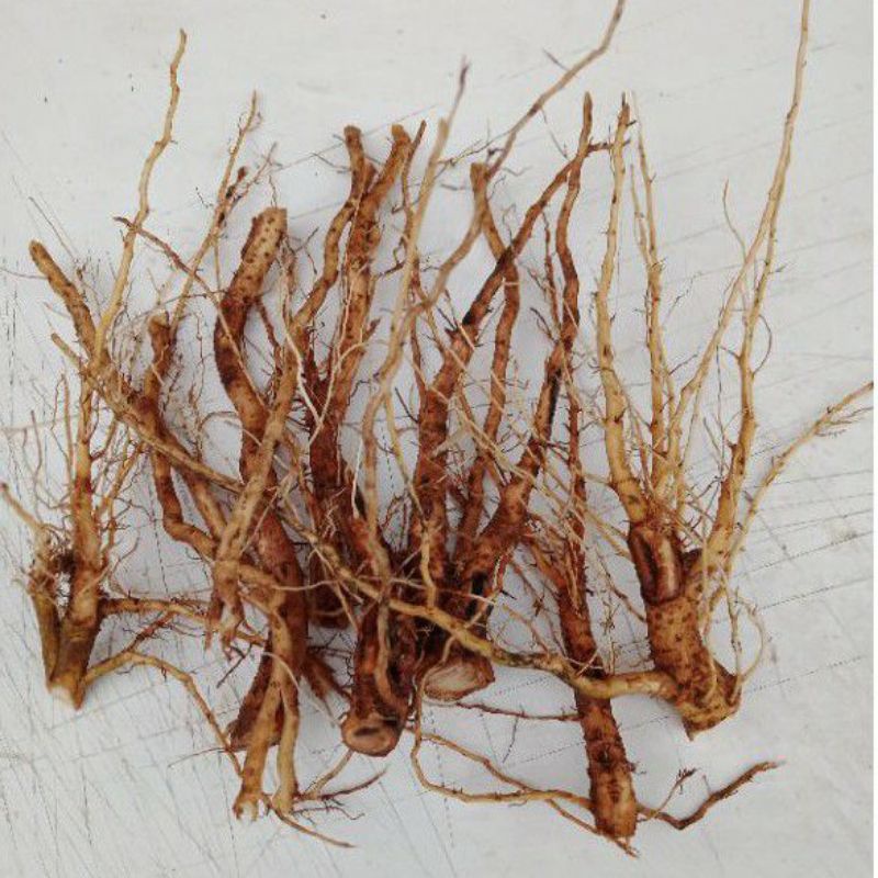 Jual Akar tanaman pulutan segar 200 gram | Shopee Indonesia