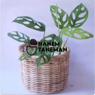 Toko Online Nanem Taneman Official Shop | Shopee Indonesia