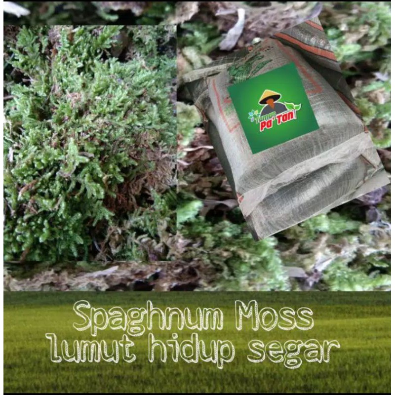 Jual lumut hutan spaghnum moss kemasan 2.5 kg lebih hemat | Shopee ...