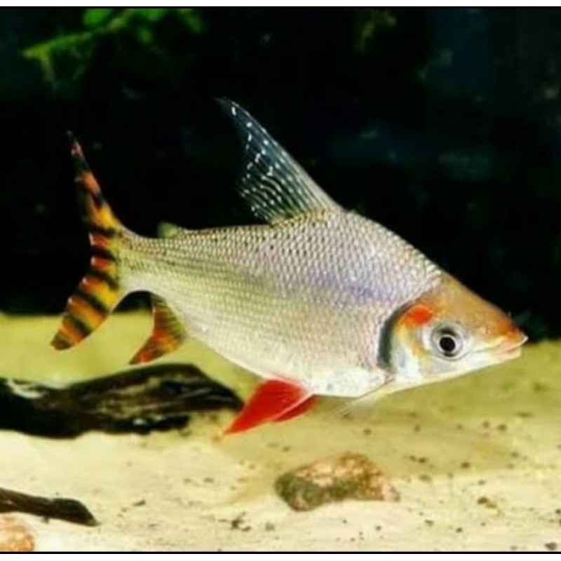 Jual Ikan Hias American Flagtail Red Feifeng 10 cm | Shopee Indonesia