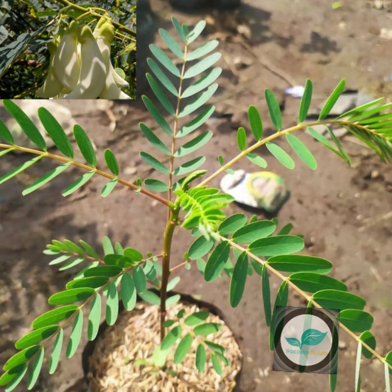 Jual Bibit pohon turi putih/Tanaman bunga turi putih (Obat herbal ...