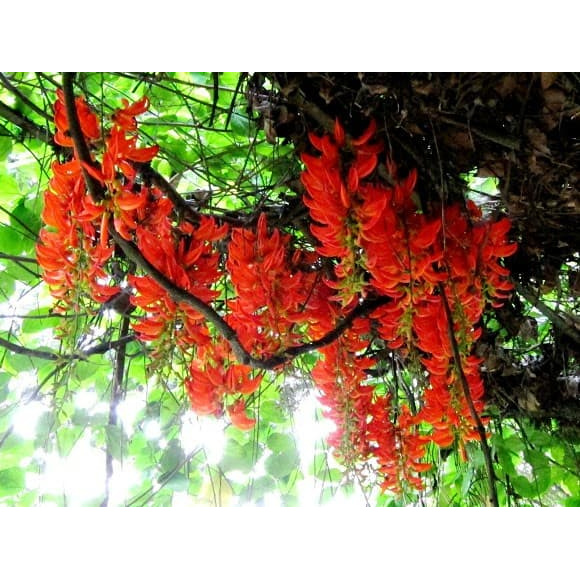 Jual Flame of irian tanaman rambat berbunga | Shopee Indonesia