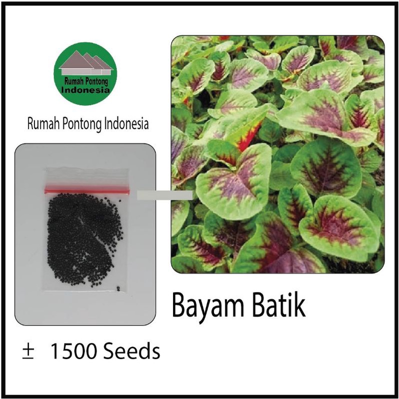 Jual 1500 - 2500 Biji Benih Bayam Batik F1 Berkualitas cepat tumbuh ...