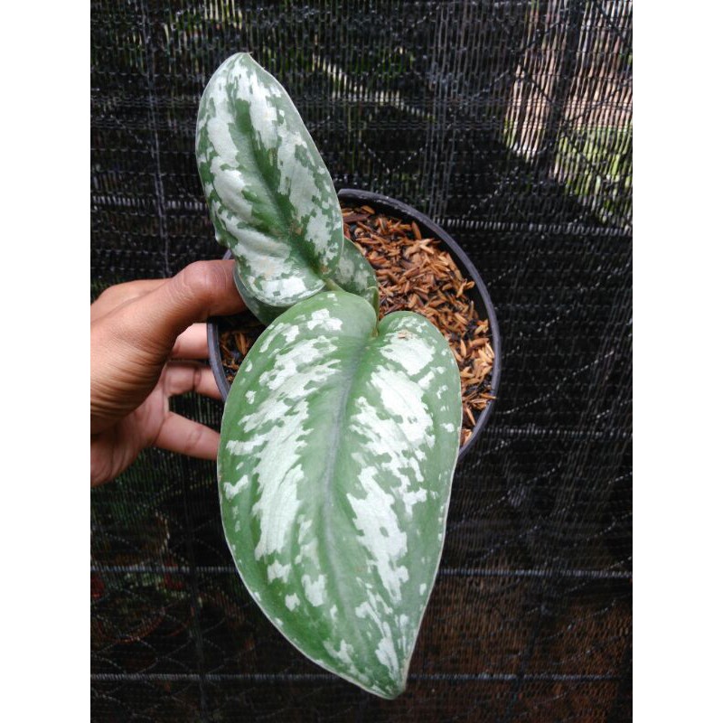 Jual SCINDAPSUS EXOTICA SILVER / PICTUS EXOTICA / TANAMAN RAMBAT ...