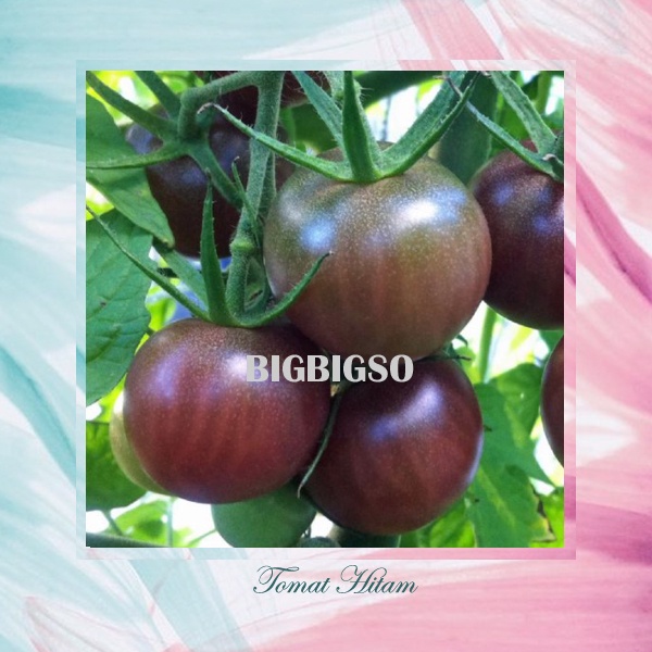 Jual Bibit Tomat Hitam Benih Tanaman Tomat Sayuran Buah Tomat | Shopee ...