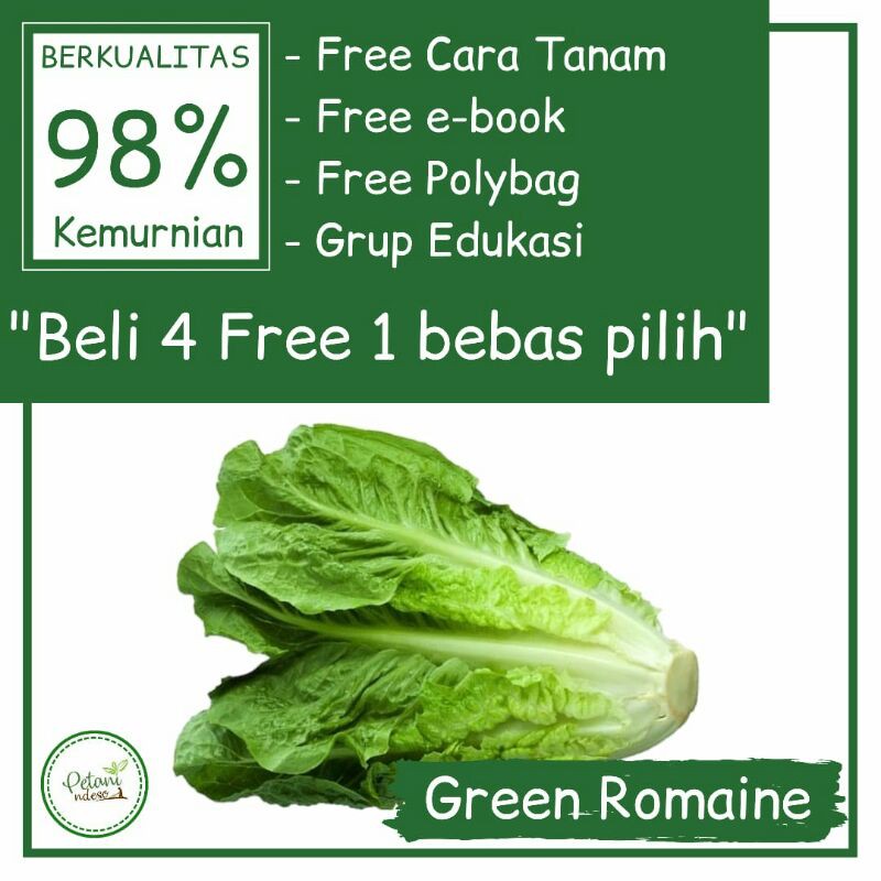 Jual 200+ Biji Benih Bibit Tanaman Sayur Sayuran Daun Sawi Selada Green Romaine Organik ...