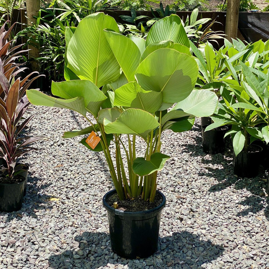 Jual tanaman hias calathea lutea / pisang lutea | Shopee Indonesia