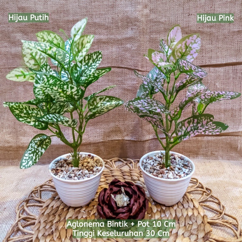 Jual Rangkaian Tanaman Aglonema Daun Bintik Putih Pink Artificial Pot ... Jual Rangkaian Tanaman Aglonema Daun Bintik Putih Pink Artificial Pot ...