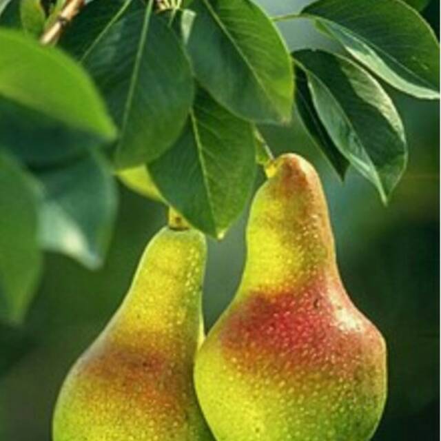 Jual Bibit Pir Pakham Pir Hijau Pir Jambu Rasa Buahnya Lebih Manis Dan ...
