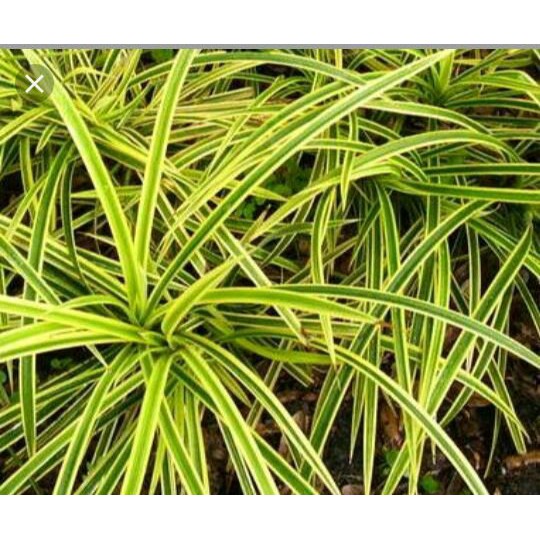 Jual tanaman hias pandan kuning | Shopee Indonesia