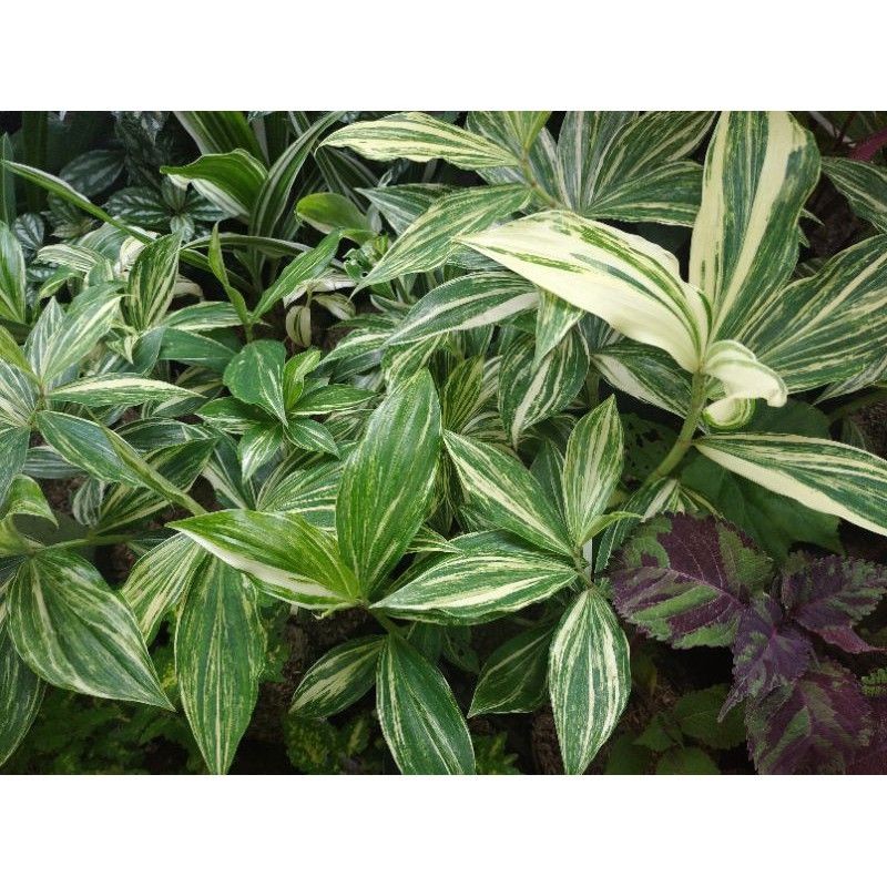 Jual Pacing variegata||tanaman hias pacing varigata | Shopee Indonesia