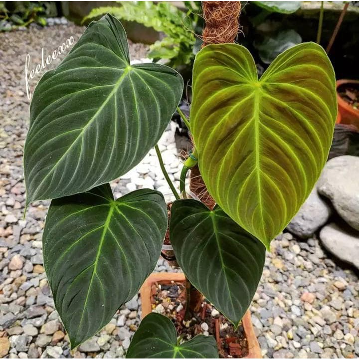 Jual PHILODENDRON SPLENDID TANAMAN BUNGA PHILO TANAMAN HIDUP TANAMAN ...