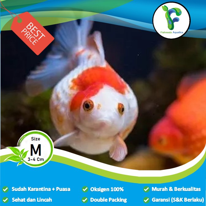 Jual Ikan Hias Mas Koki Mutiara / Ikan Koki Mutiara / Ikan Hias ...