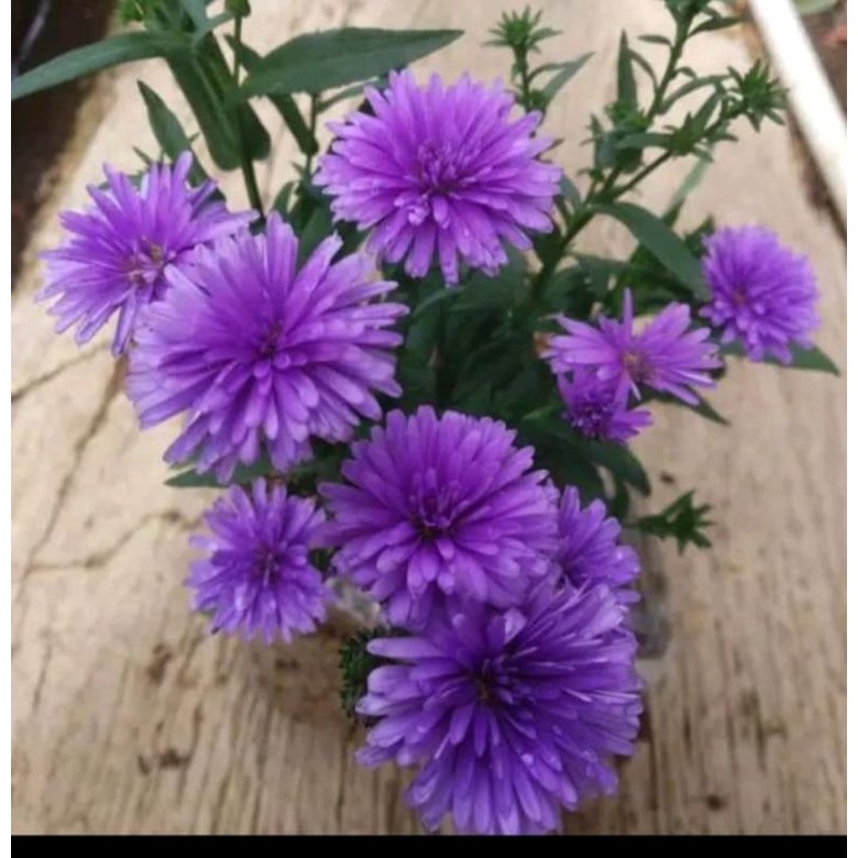 Jual Bunga Aster Ungu Terlengkap & Harga Terbaru Juni 2026 | Shopee ...