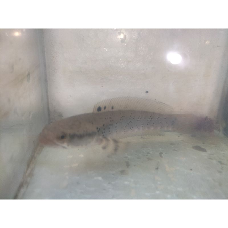 Jual Channa Blue Pulchra | Shopee Indonesia