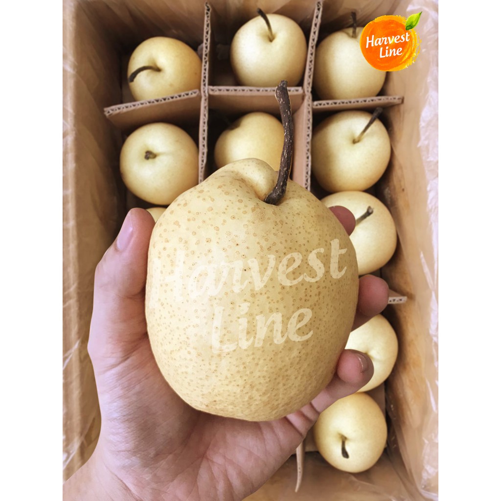 Jual BUAH SWEET PEAR Pir Madu 1KG [HARVEST LINE] | Shopee Indonesia