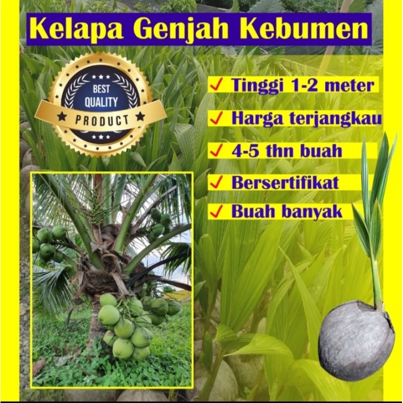 Jual Bibit Kelapa Hijau (Genjah Entog) Asli Kebumen | Shopee Indonesia
