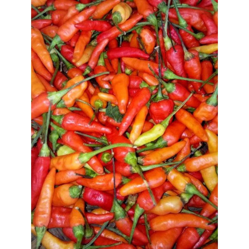 Jual cabe rawit domba 100 gram | Shopee Indonesia