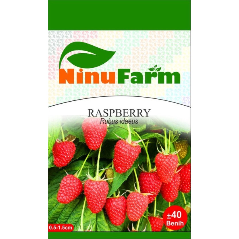 Jual Benih Bibit Buah Raspberry Merah Ninufarm (40 Butir) | Shopee ...