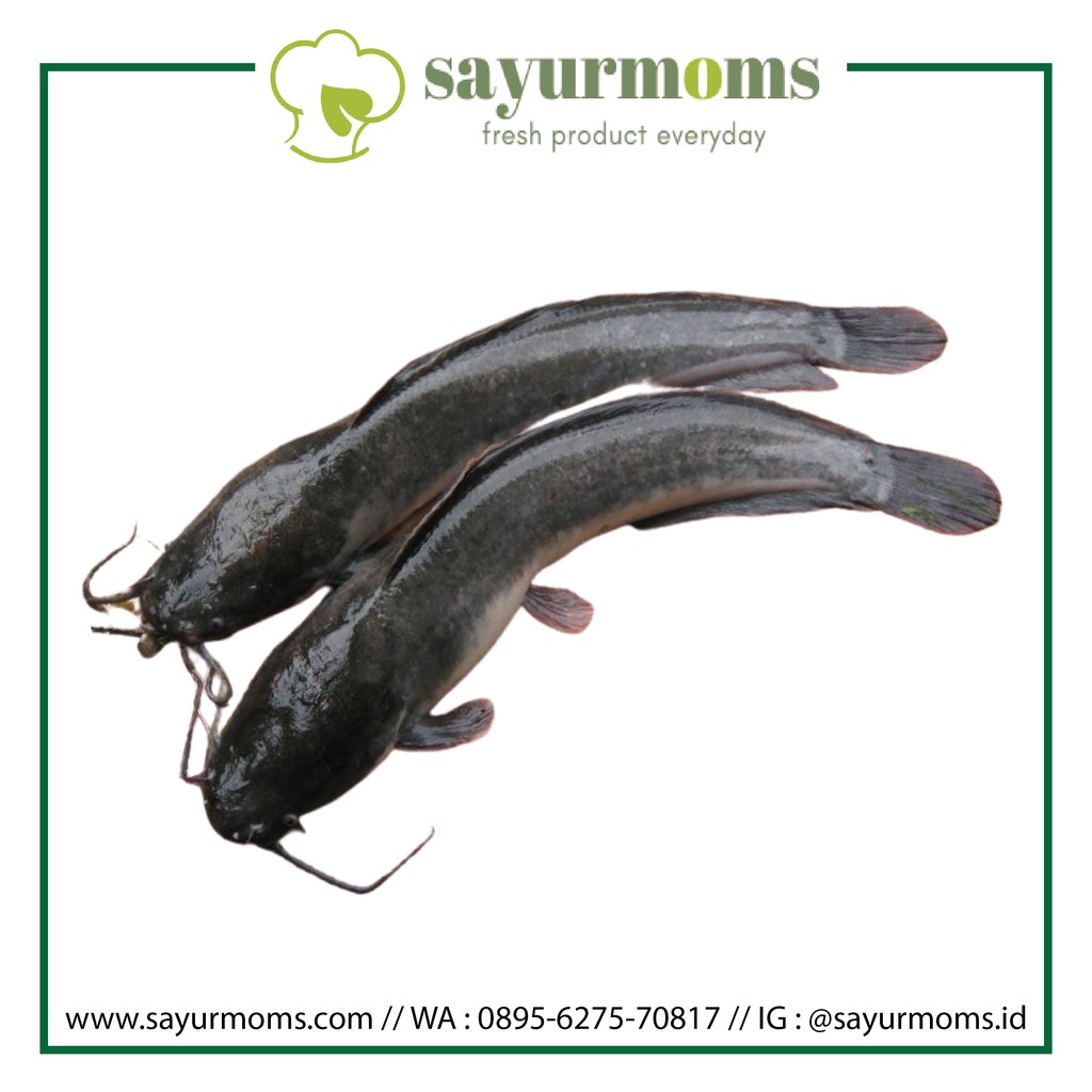 Jual Lele 500 gram - 1 kg Surabaya | Shopee Indonesia