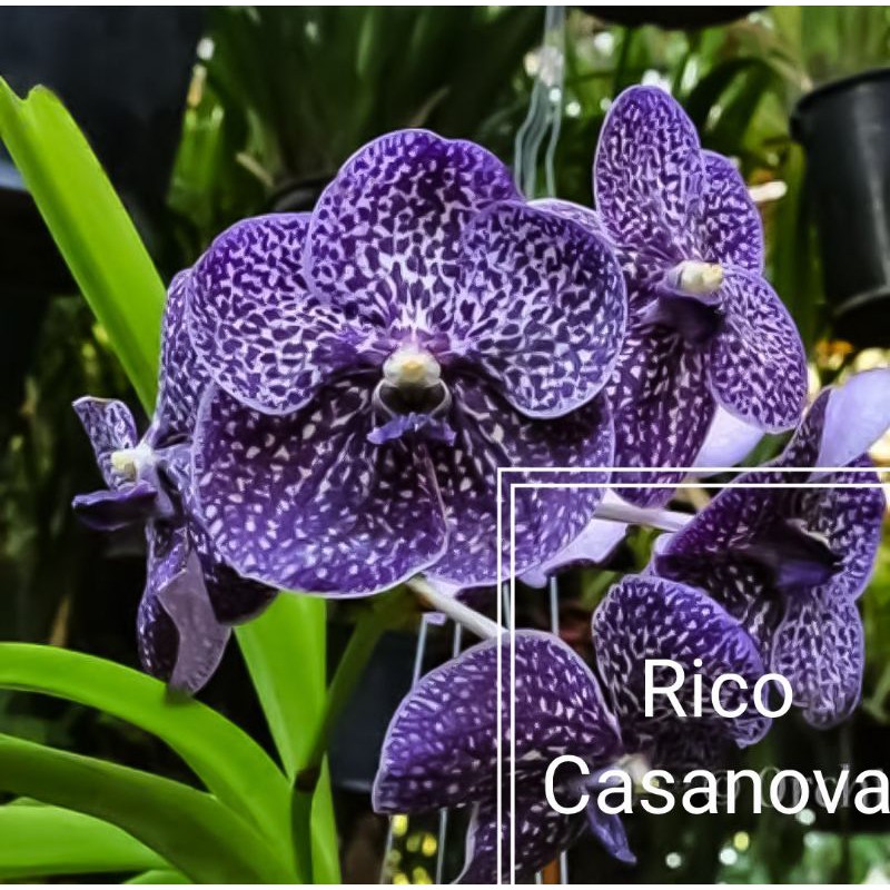 Jual Anggrek Bunga Vanda Dewasa Wirat X Gordon Dillon - Tanaman Anggrek ...