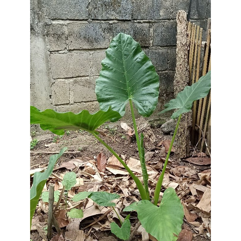 Jual keladi sente hijau talas tinggi bisa mencapai sekitar 2 meter ...