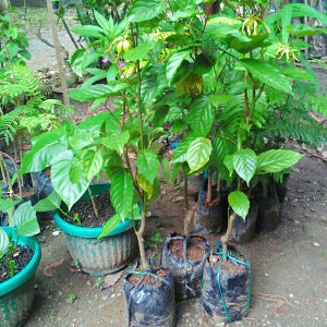 Jual Bibit Bunga Kenanga Kuning Tanaman Hias Bunga Kenanga Bunga Ylang ...