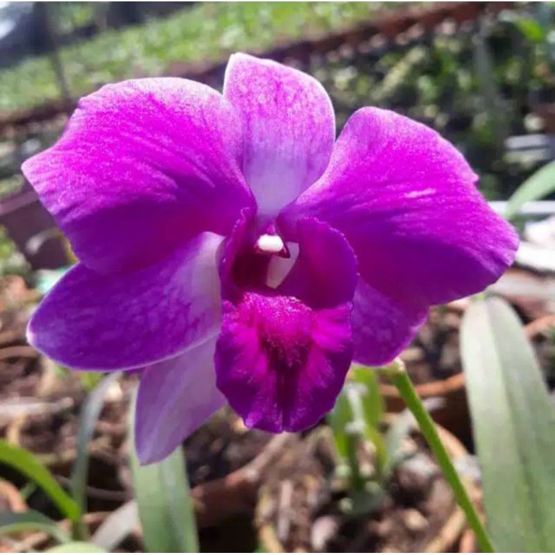 Jual Seedling Anggrek Dendrobium Pink Sweet -tanaman hidup-bunga hidup ...