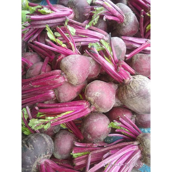 Jual Buah Bit Terlengkap & Harga Terbaru April 2026 | Shopee Indonesia