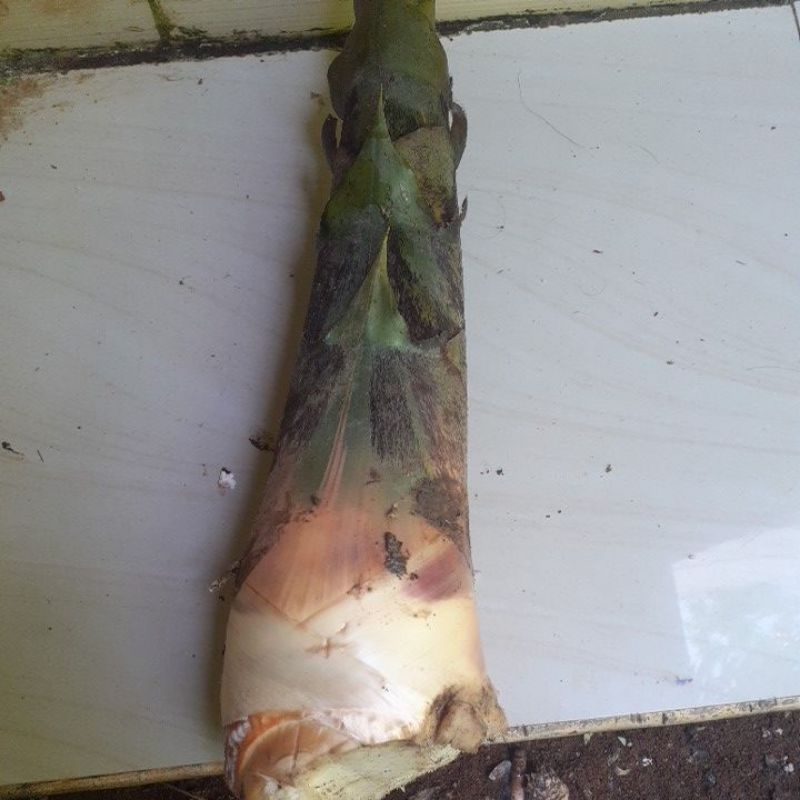 Jual rebung bambu kuning segar 1kg | Shopee Indonesia