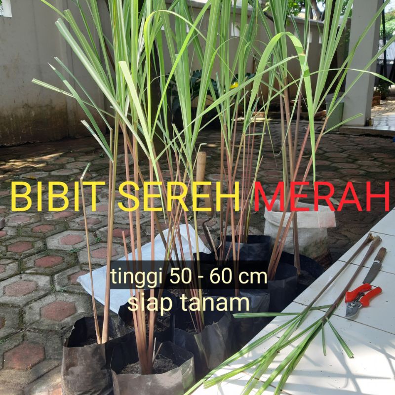 Jual bibit tanaman sereh wangi serai merah di daerah jakarta siap tanam ...