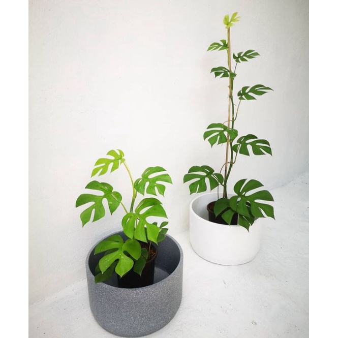 Jual tanaman monstera rhaphidophora tetrasperma monstera mini minima ...