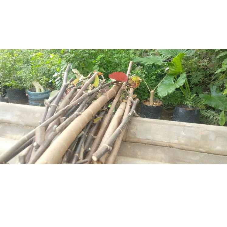 Jual Reborn Waru Merah | Shopee Indonesia