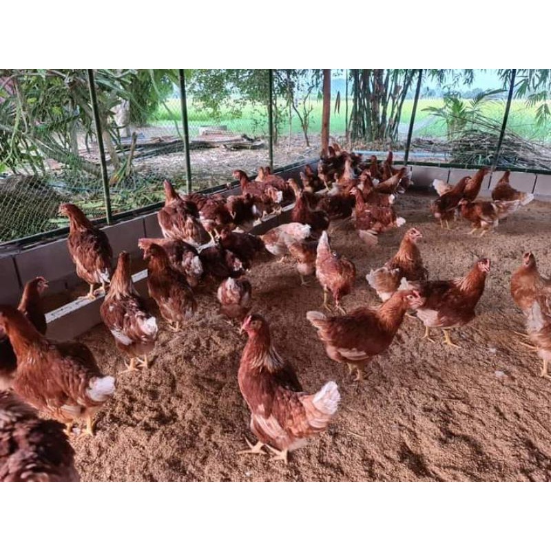 Jual 10 Ekor Ecer Induk Ayam Petelur Lohman Indukan Pullet Layer ISA ...