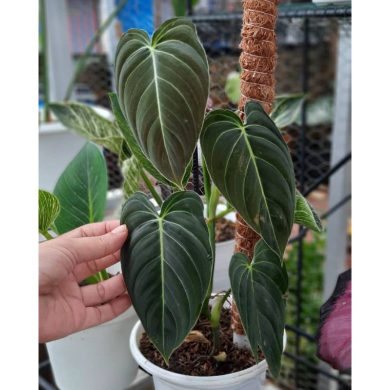 Jual Tanaman philodendron melano / tanaman hias philo milano | Shopee ...
