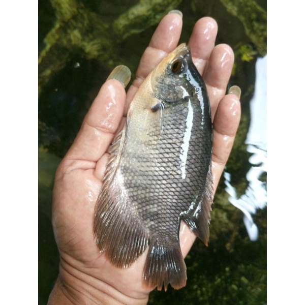 Jual GARANSI paket 5 gurame soang ikan hidup mil | Shopee Indonesia