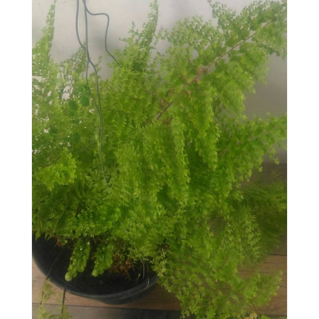 Jual Tanaman hias pakis embun - tanaman pakis sudah rimbun | Shopee ...