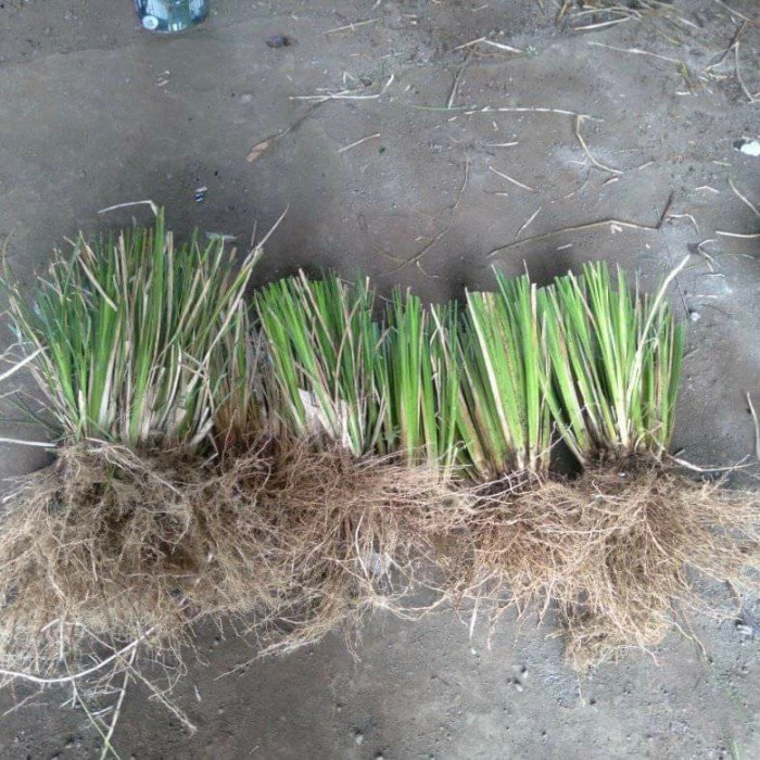 Jual Rumput Vetiver Akar Wangi Penahan Erosi Tanah Tanaman Anti Longsor ...