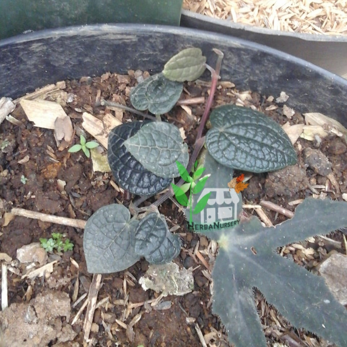 Jual Tanaman Sirih Hitam Asli (Herbal) | Shopee Indonesia