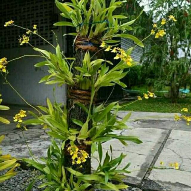 Jual Anggrek Golden Shower /anggrek oncidium | Shopee Indonesia
