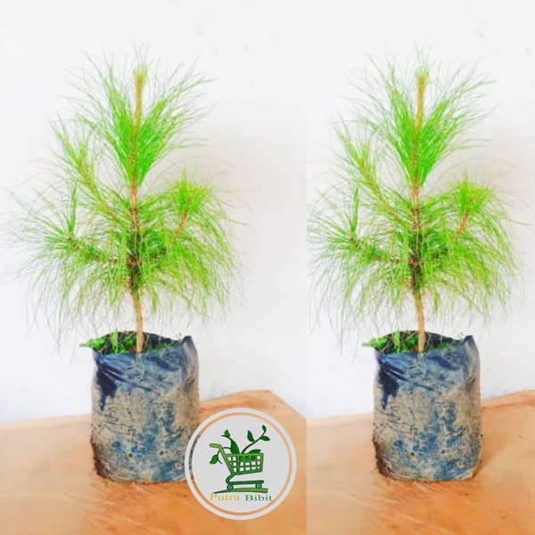 Jual Bibit pohon pinus merkusii - pohon peneduh | Shopee Indonesia