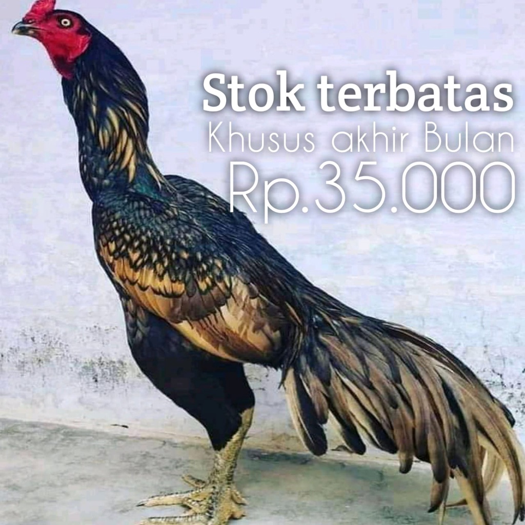 Jual ayam bangkok super aduan asli shamo super telur fertil 1 butir ...